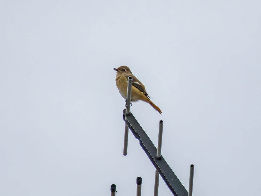 今シーズン初見のジョウビタキ | Hokenoyama_Booth
